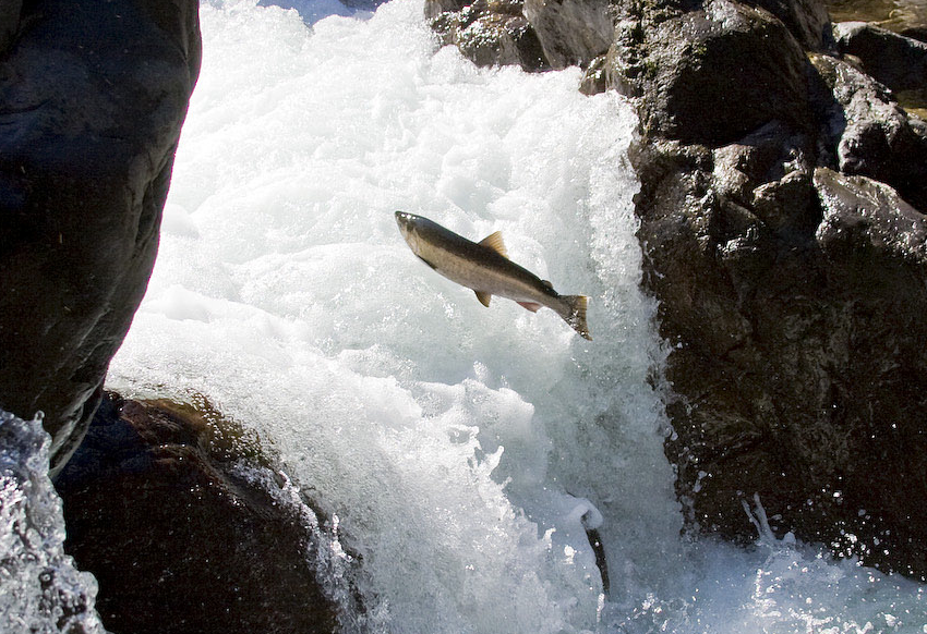 I am willing to swim upstream. – Principles Never Fail